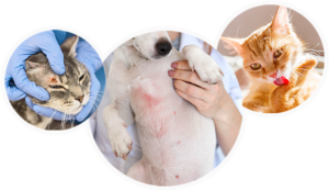 Atopic dermatitis in dogs and cats - V-SKIN