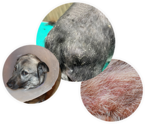 Flaky skin in dogs and cats - V-SKIN